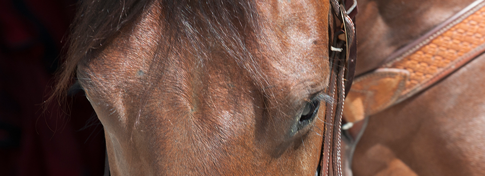 Rodeogo.com | Welcome