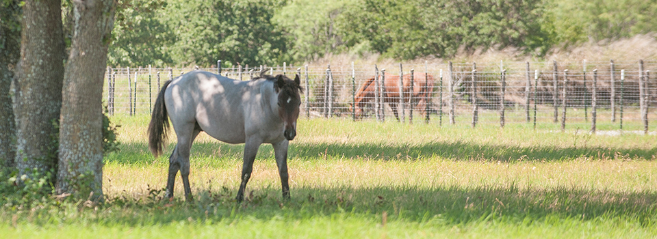 Rodeogo.com | Welcome