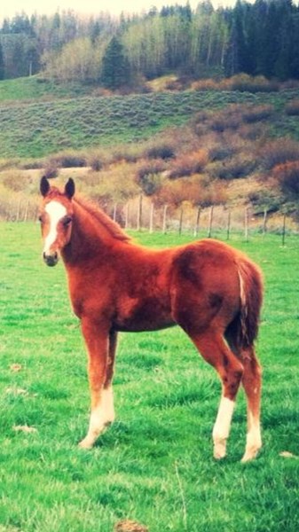 Rodeogo.com | Welcome